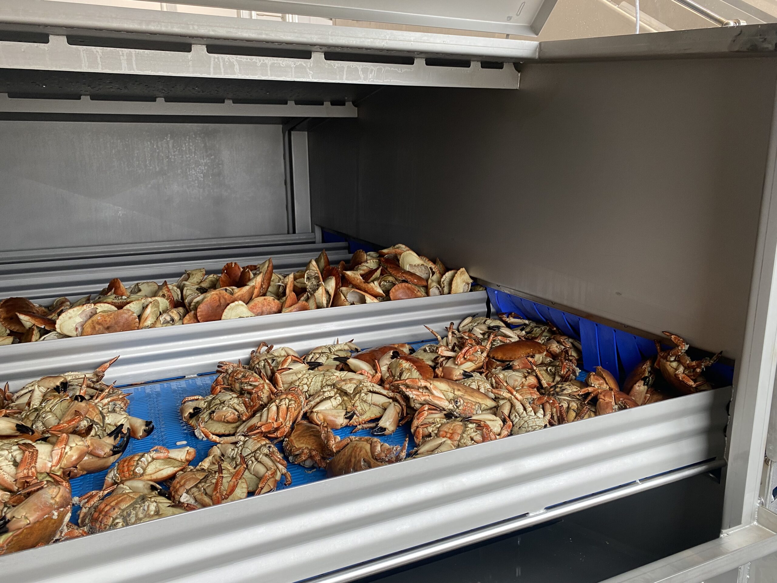 Brown crab processing | Cabinplant